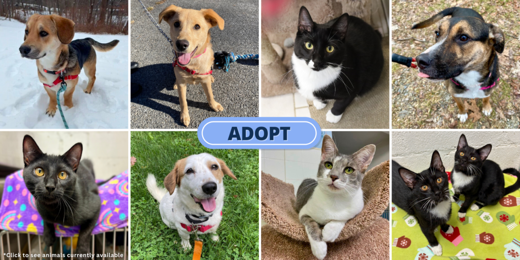 Animal Rescue Foundation – Beacon, NY